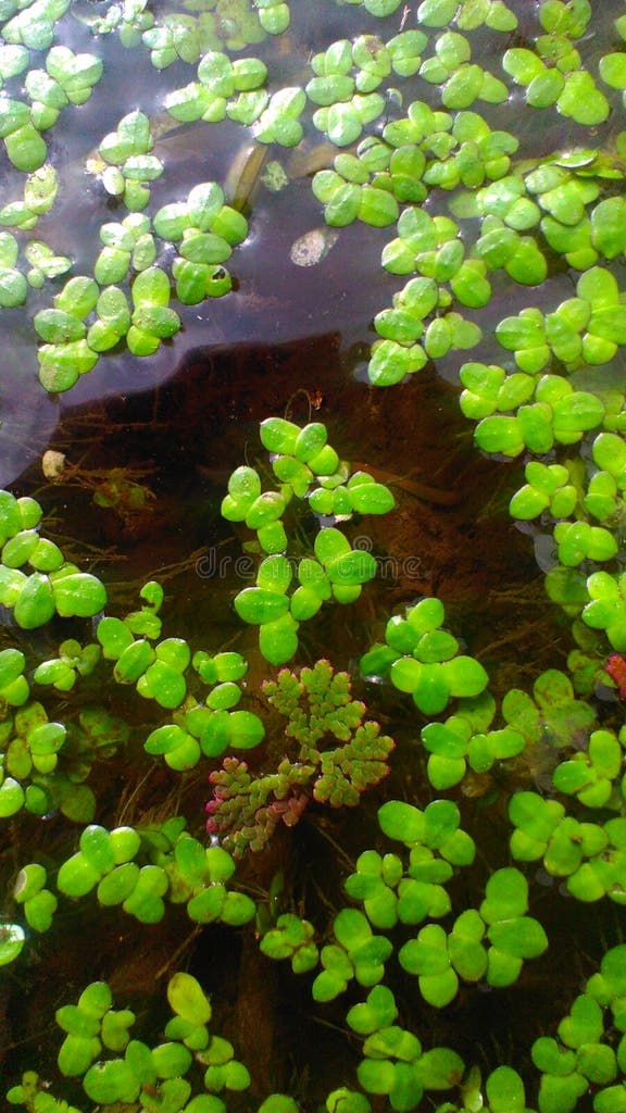 Wild Fish Pond Weed in the Lake Stock Image - Image of green, soil ...