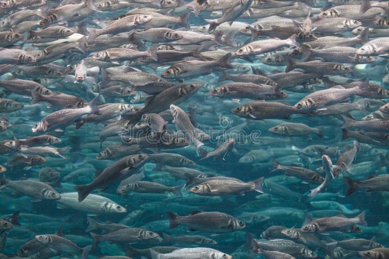 Wild Fish in Sea, Underwater Migration Stock Photo - Image of nature ...