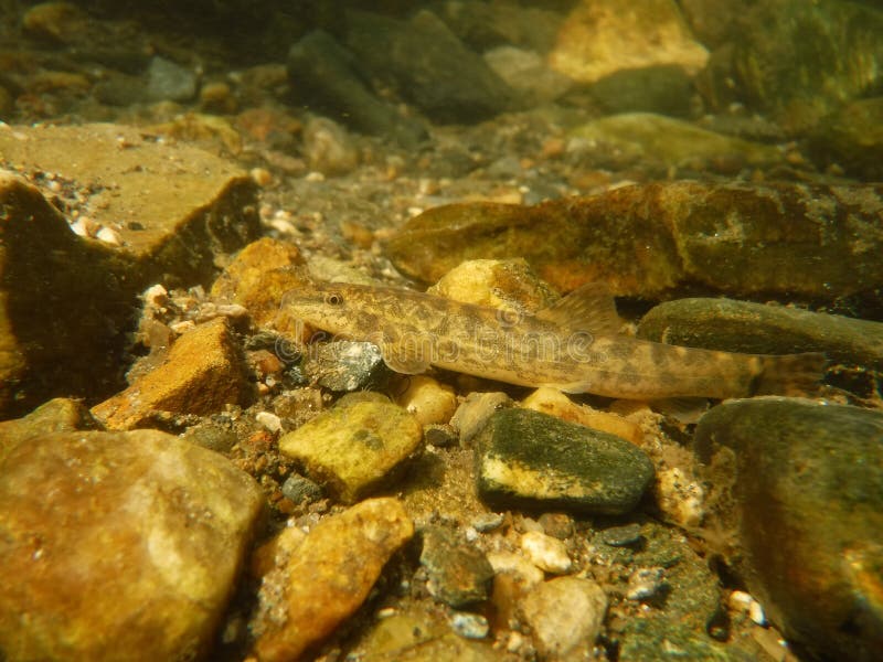 Wild Fish stock photo. Image of nature, underwater, barbatula - 58154616