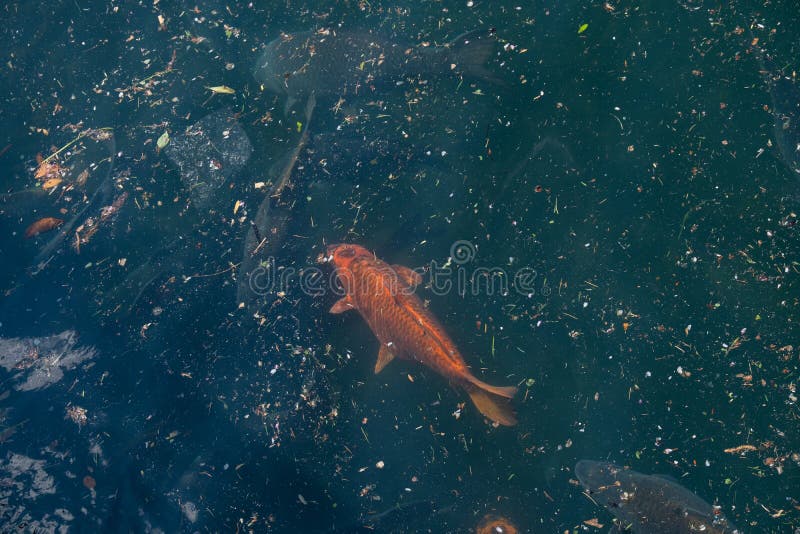 Ecological Problem with Polluted Water Stock Photo - Image of ...