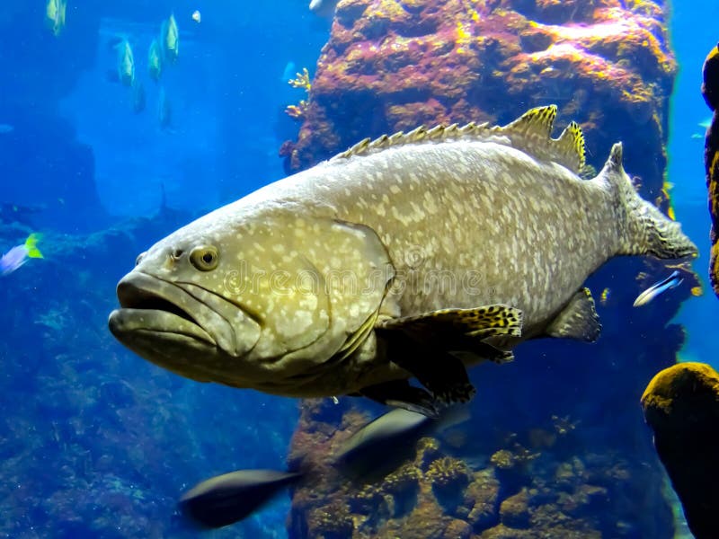 Wild fish stock image. Image of ocean, fish, environment - 16378423