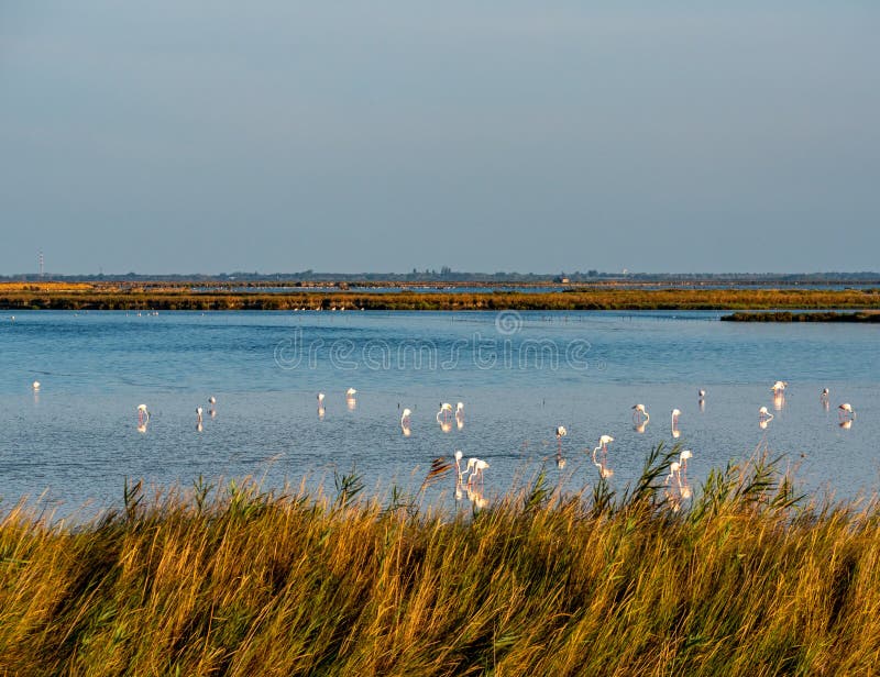 Wild Flamingos in Comacchio Lagoon in Italy Stock Photo - Image of blue ...