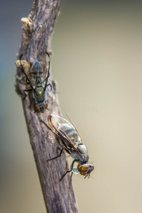 Wild flies mating. stock photo. Image of nature, invertebrate - 78721446