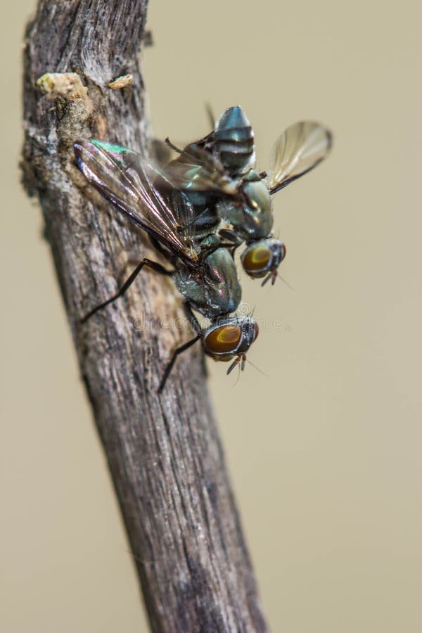 Wild flies mating. stock image. Image of sexuality, wild - 78721591