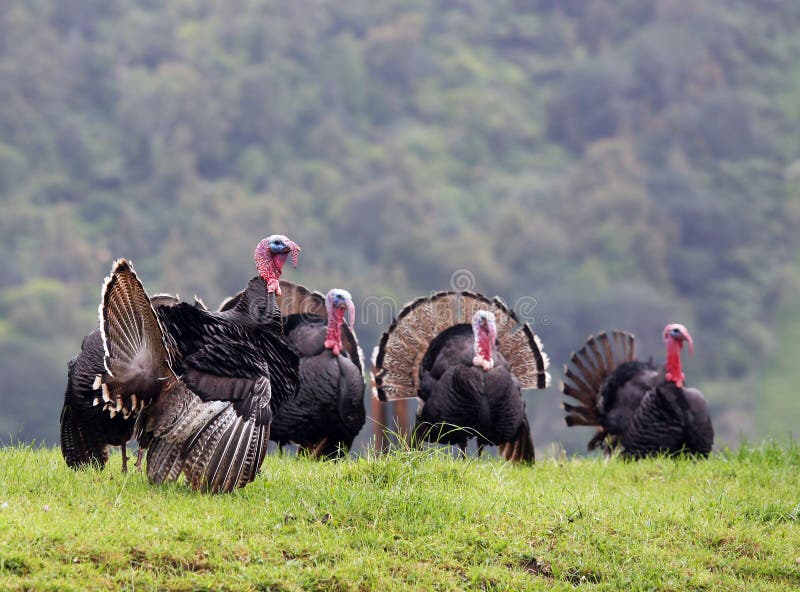 Wild flock of Turkeys stock image. Image of feather, display - 3620187