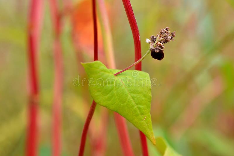 Wild flora. stock image. Image of stem, plants, ecological - 32441951
