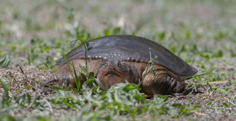 Wild Florida Softshell Turtle - Apalone Ferox - Front View of Female ...