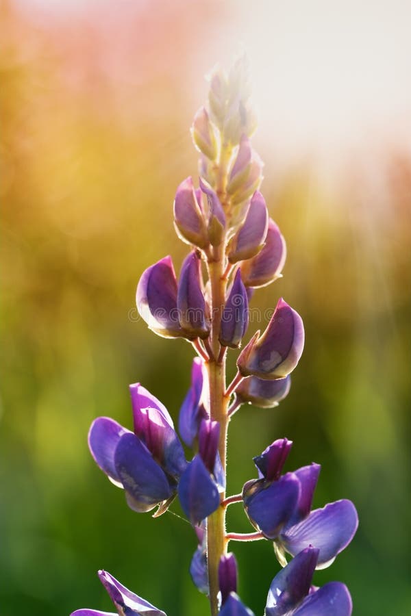 Wild flower stock photo. Image of green, bloom, flower - 20857930