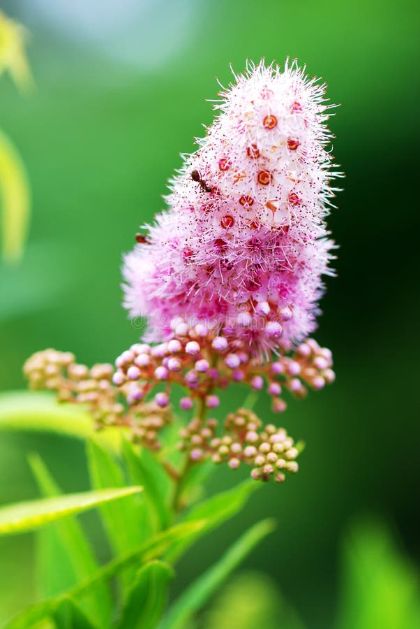 Mulla Mulla Wildflower Australia Stock Image - Image of germination ...