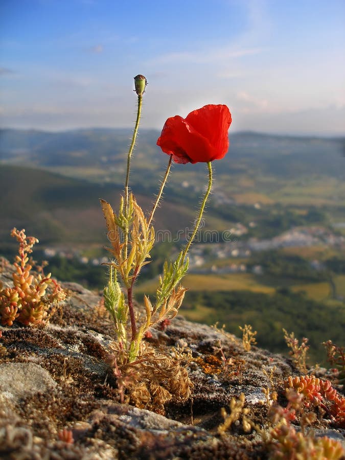 Wild Flower stock image. Image of spring, grow, blossom - 8220507