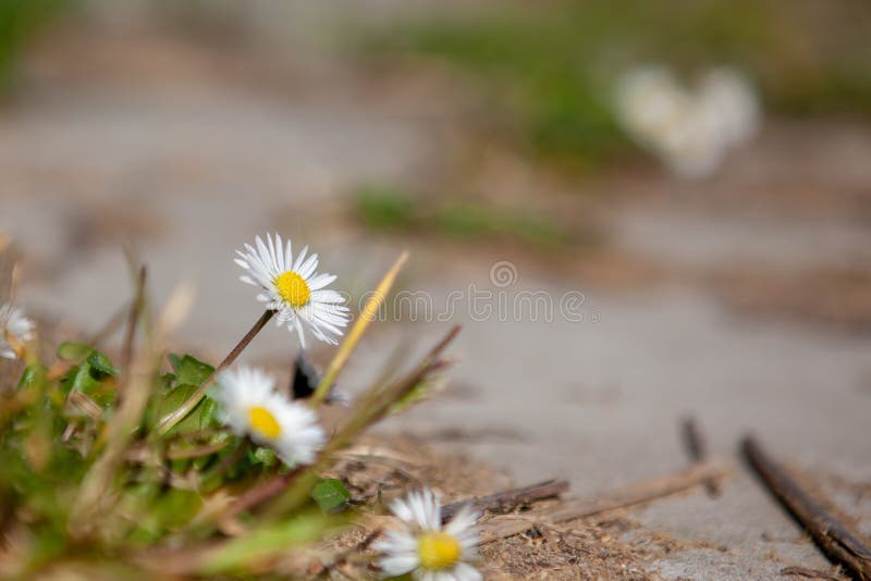 Wild flower along the way stock image. Image of field - 244215725