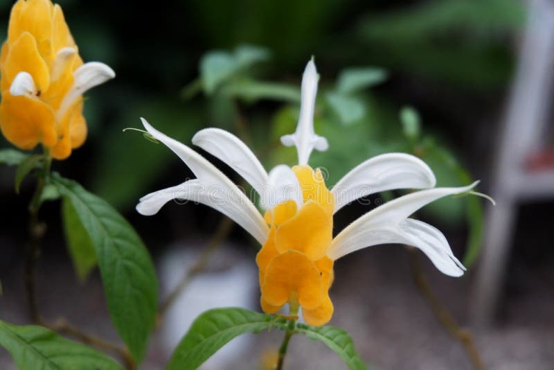 Wild Flower with Amazing Orange Color Stock Photo - Image of flower ...