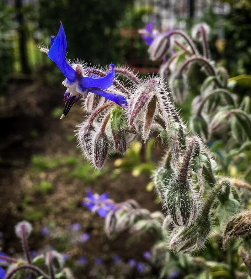 Wild Flower in the Bay stock image. Image of francisco - 144866663
