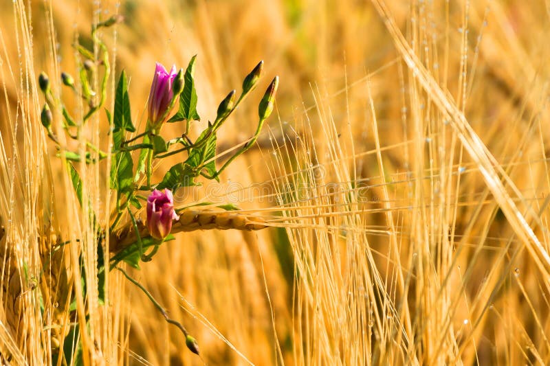 Harvest of Wild Hop Cones Close-up. Hops Creeping on the Branches of a ...
