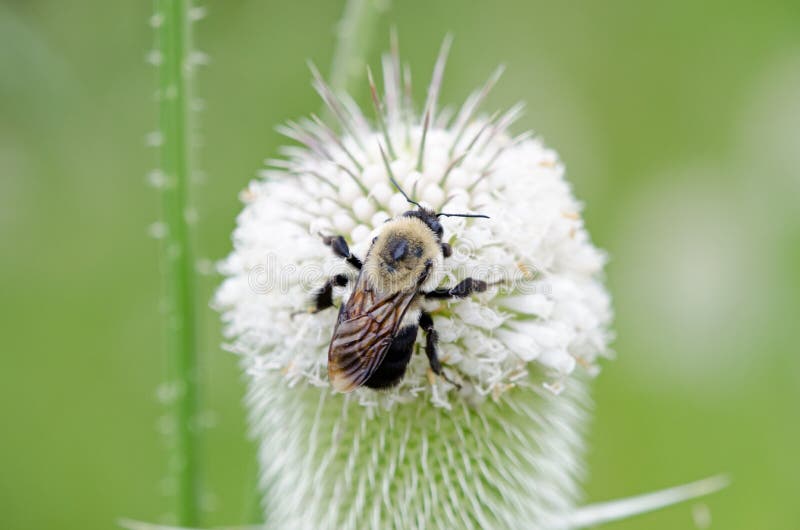 Wild flower with bug stock photo. Image of summer, green - 113020754
