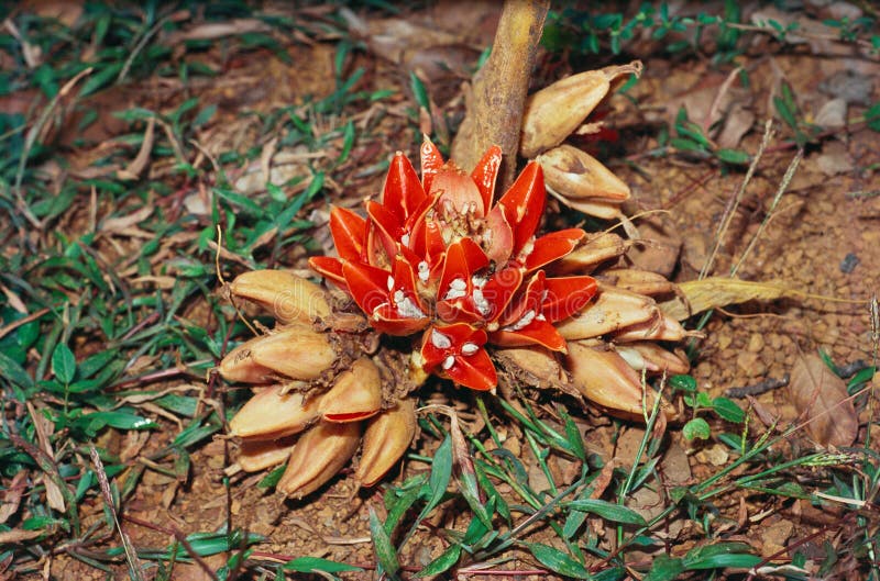 Indian Wild Flower of Cardamom Spice India Stock Image - Image of ...