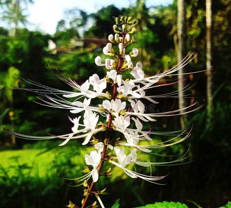 Flower called rib of adao stock photo. Image of erotic - 142737490