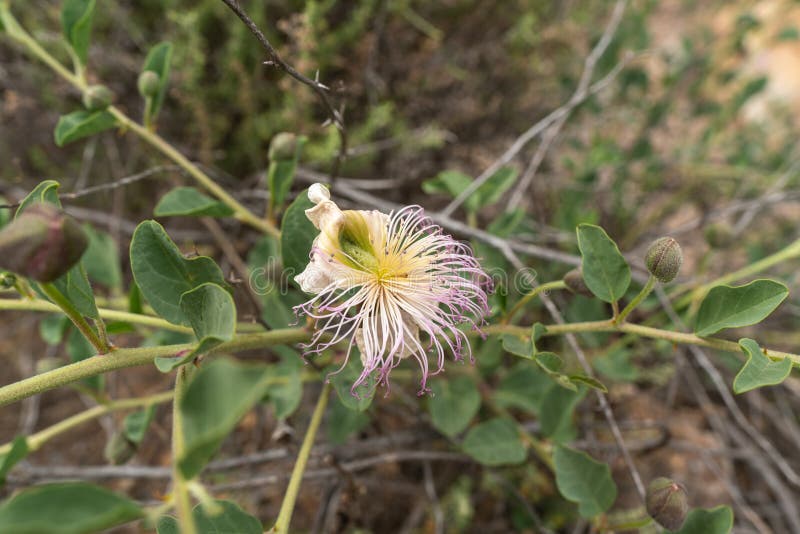 Wild Flower of a Caper Plant Stock Photo - Image of nature, yellow ...
