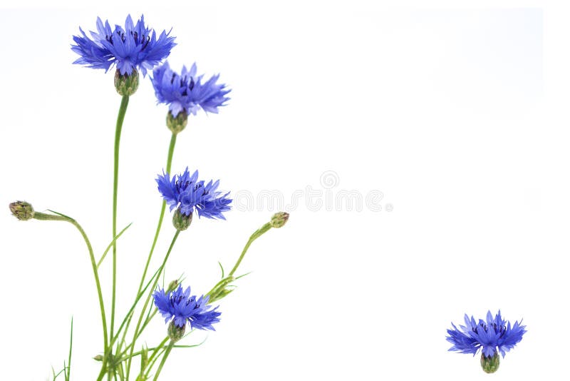Wild Flower Cornflower. Natural Background Stock Image - Image of leaf ...