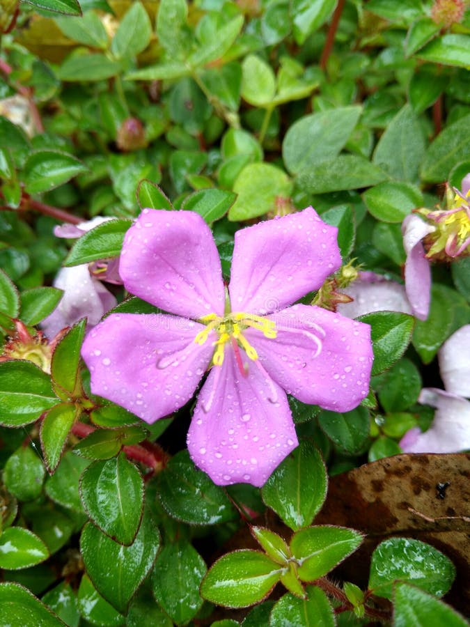 Wild flower with dew drops stock image. Image of leaf - 91721381