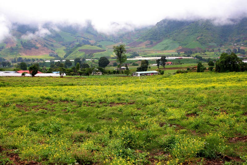 Wild Flower Field stock image. Image of houses, country - 2928107