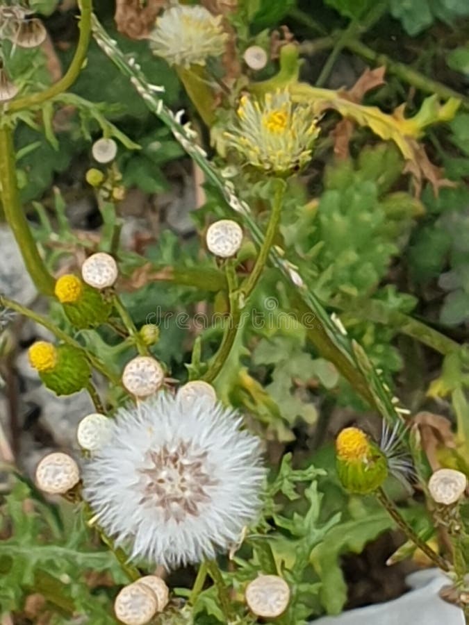 Wild Flower Field. Environment, Vibrant. Stock Photo - Image of field ...