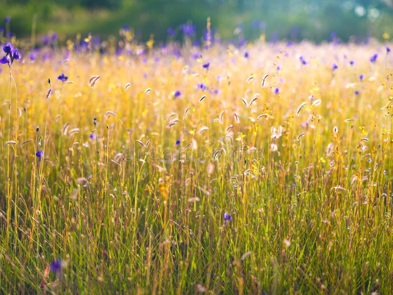 Wild Flower Field with Soft Light Effect Added Stock Image - Image of ...