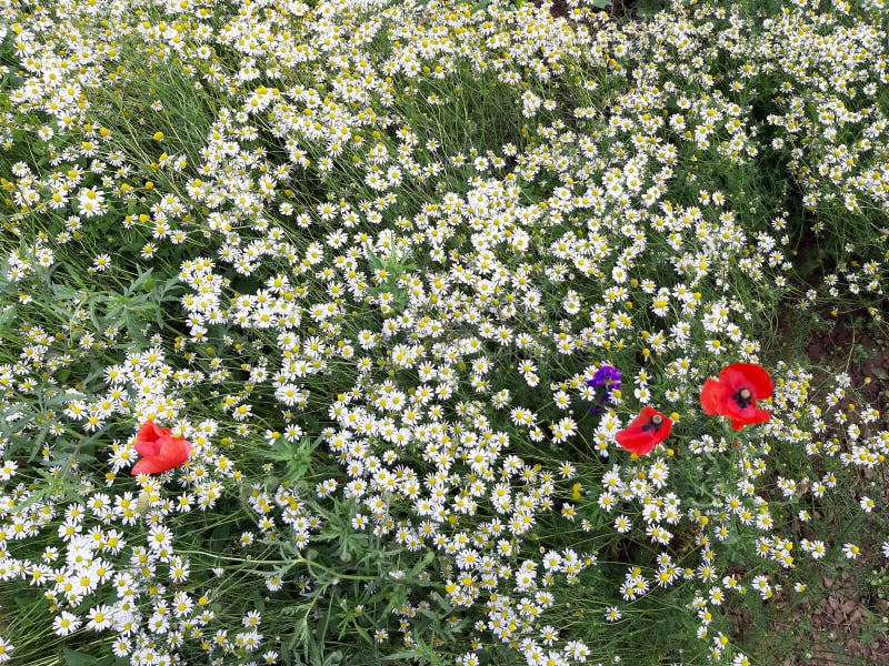 Wild Flower Field in Spring Time Stock Photo - Image of time, winter ...