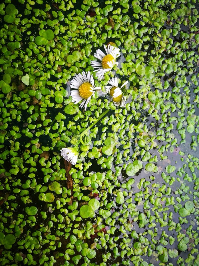 Wild Flower Floating on the River with Water Duckweeds Plant Stock ...