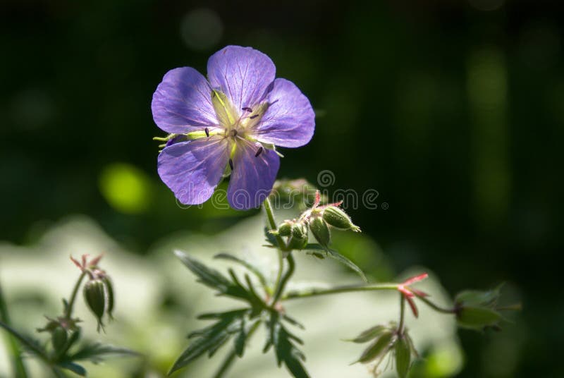 Wild Flower of Geranium. Close-up on a Blurry Green Background Stock ...