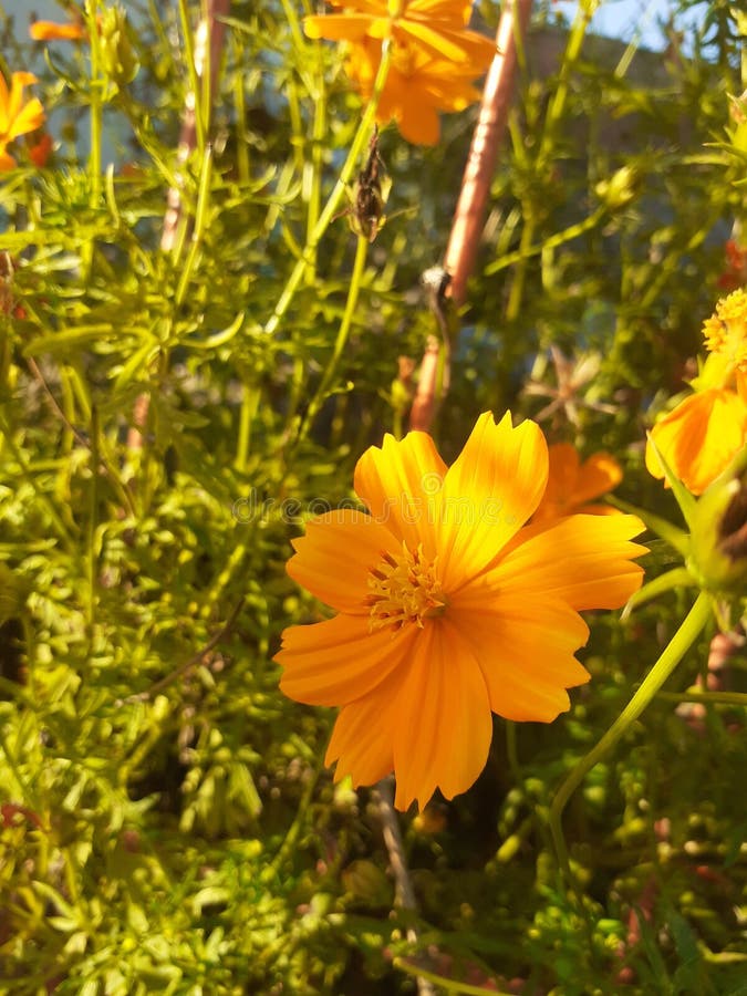 Wild flower grass sideways stock image. Image of meadow - 251569759