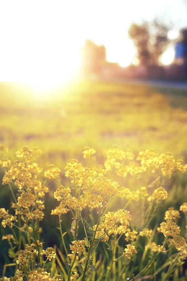 Wild Flower on a Green Meadow in Spring Evening Sunset Hour Stock Image ...