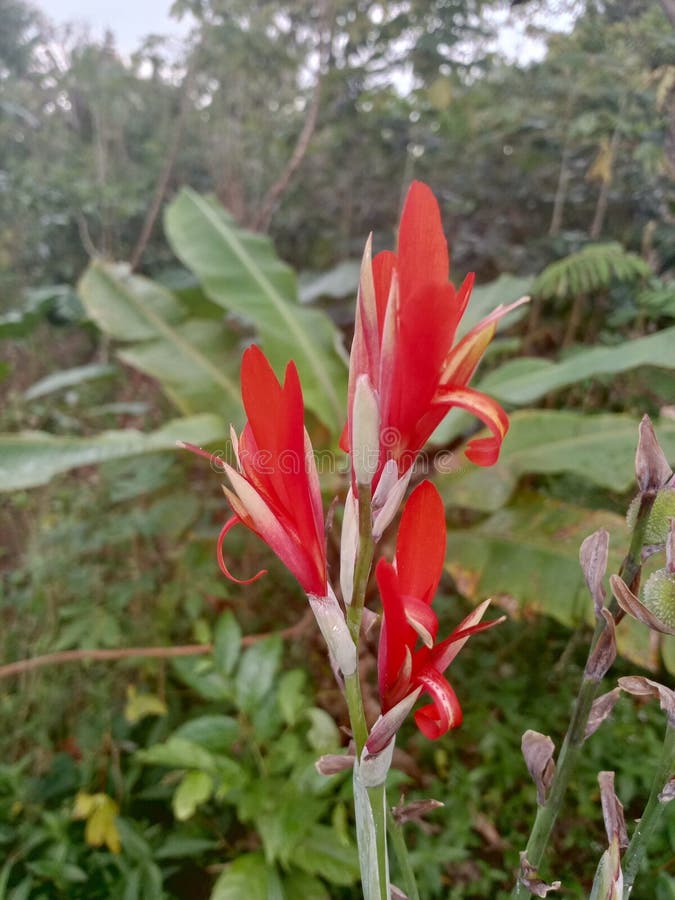 Wild flower stock image. Image of flower, road, wild - 377928475