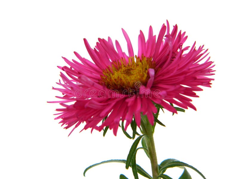 Wild Flower Isolated on White Background Stock Photo - Image of meadow ...