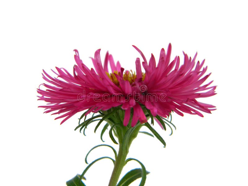 Wild Flower Isolated on White Background Stock Image - Image of green ...