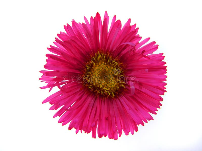 Wild Flower Isolated on White Background Stock Image - Image of green ...