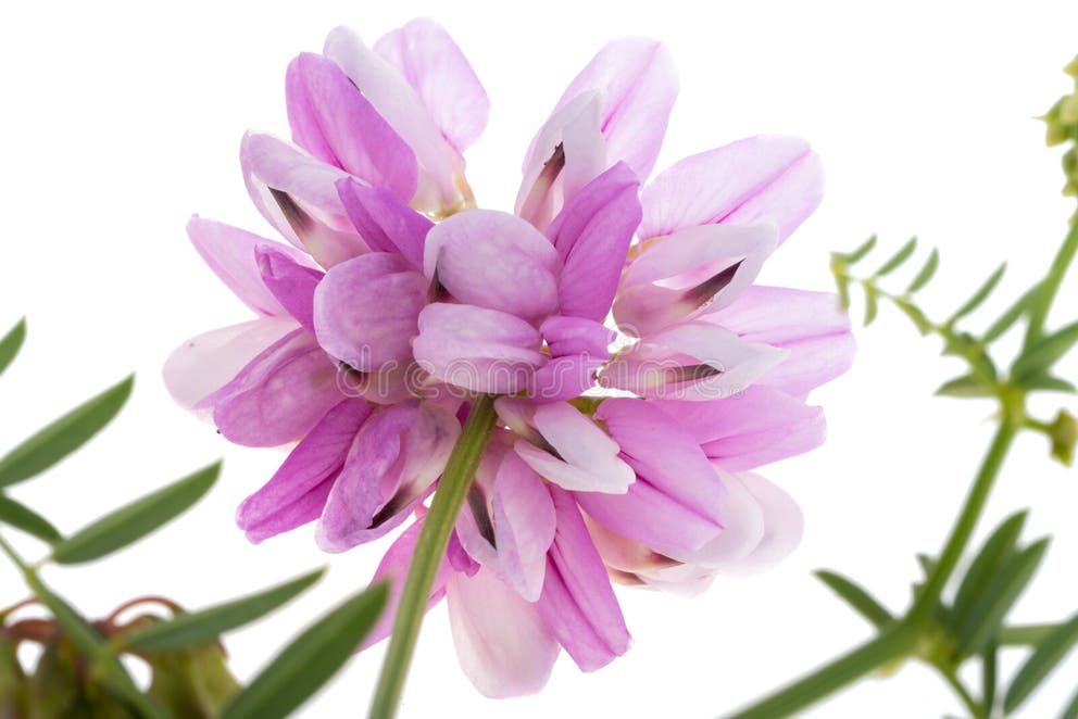 Wild flower isolated stock image. Image of wild, meadow - 250242529