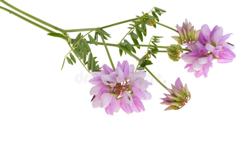 Wild flower isolated stock photo. Image of field, wild - 250242532