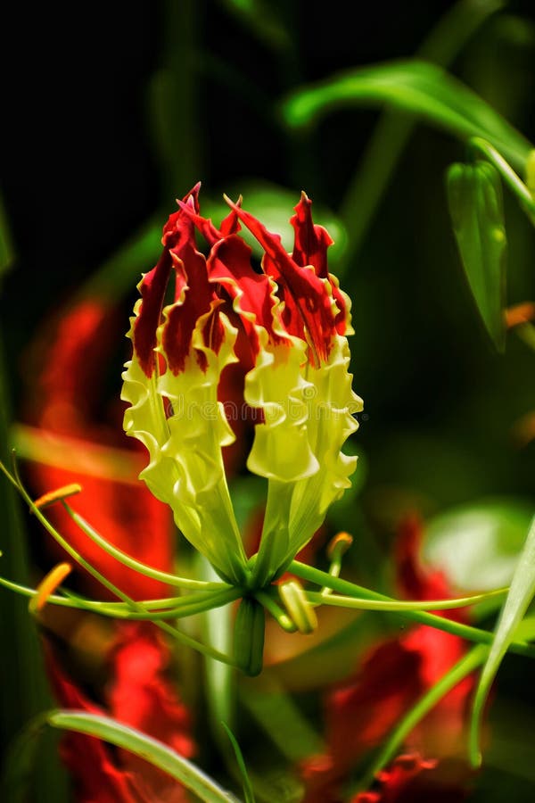Fire flower in wild. stock photo. Image of nature, wildlife - 259839388