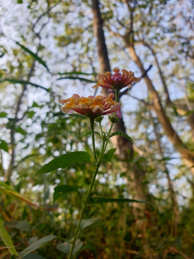 Wild Flower with Low Angle at the Forest Stock Photo - Image of wild ...