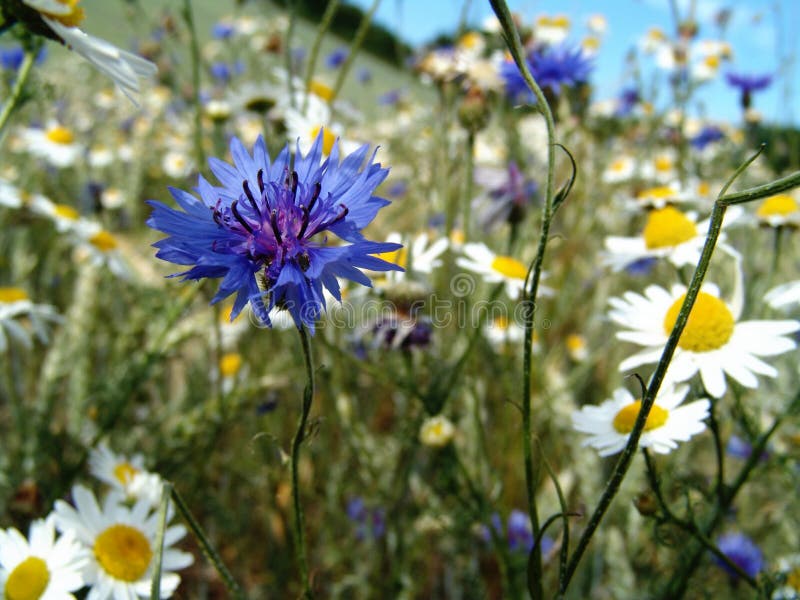 Wild flower meadow stock photo. Image of blossoms, rural - 159516