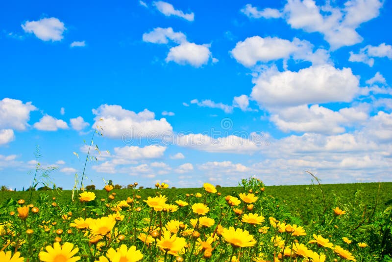 Wild flower meadow stock photo. Image of beautiful, park - 8614832