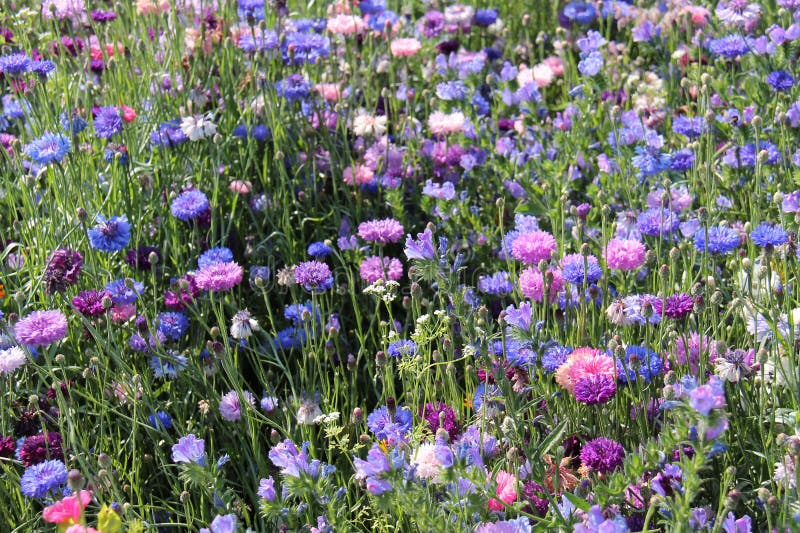 Wild Flower Meadow. stock photo. Image of park, variety - 297458886