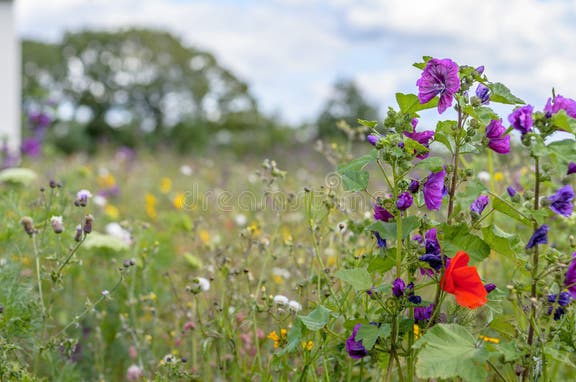 230 Devon Wild Flower Meadow Stock Photos - Free & Royalty-Free Stock ...