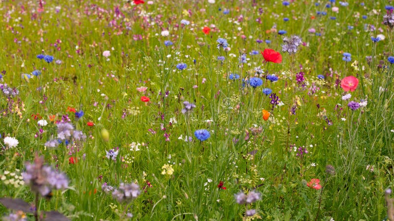 Wild flower meadow stock image. Image of meadow, blue - 30667309