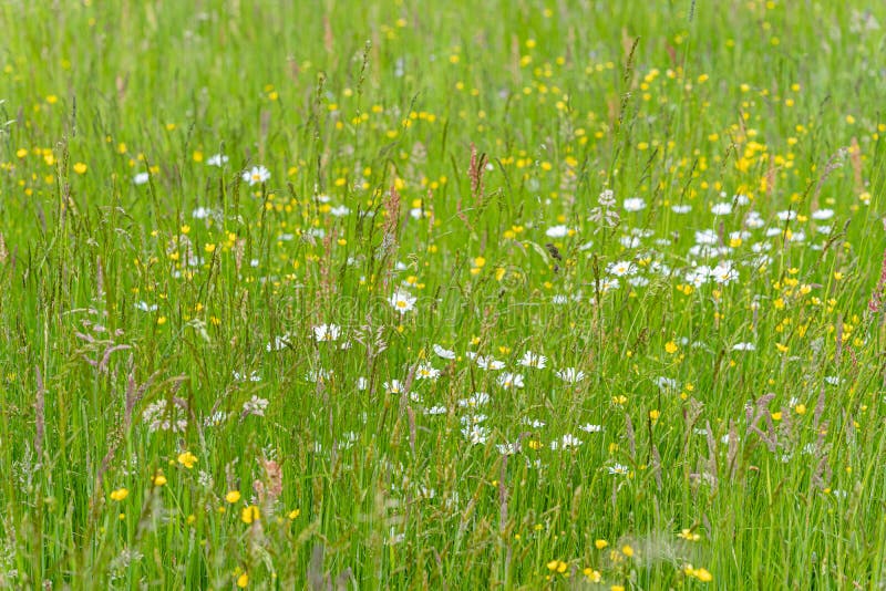 Wild Flower Meadow with Grass, Full of Wild Flowers Stock Image - Image ...