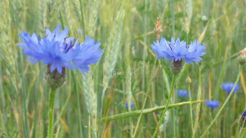 Wild Flower, Meadow or Land, Cornflowers and Rye Stock Image - Image of ...