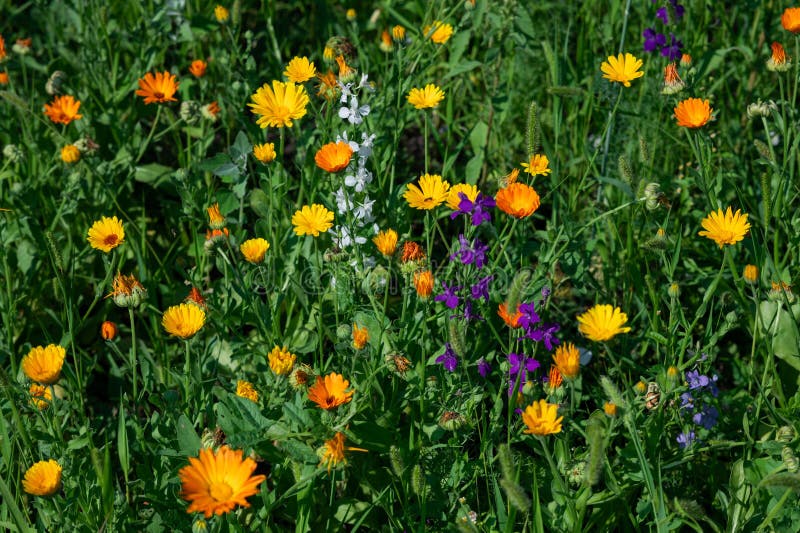 Wild flower meadow stock photo. Image of flower, closeup - 250648000