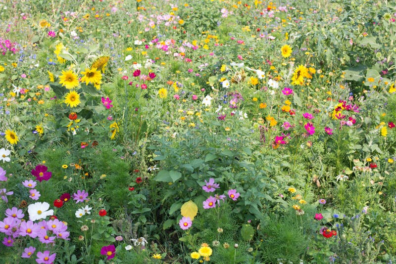 Wild flower meadow stock image. Image of white, nature - 124033917