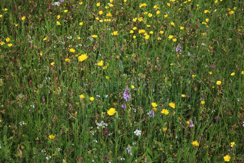 Wild Flower Meadow on Sunny June Day Stock Image - Image of vegetation ...